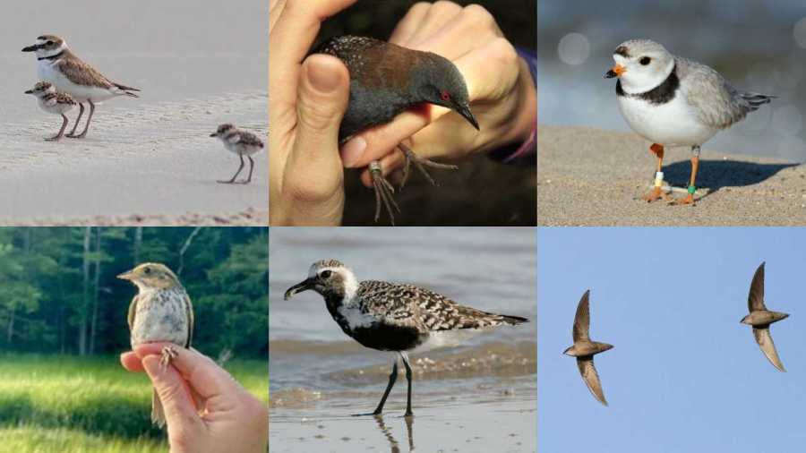 Many bird populations in Virginia and the U.S. are declining, report shows
