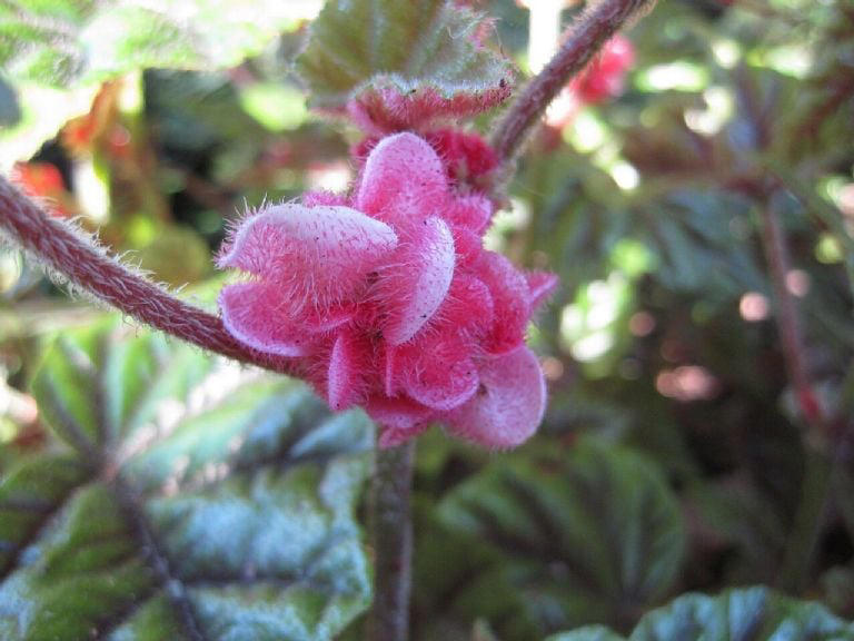 Bonita e fácil de cuidar: a planta de vaso nativa da América perfeita ...