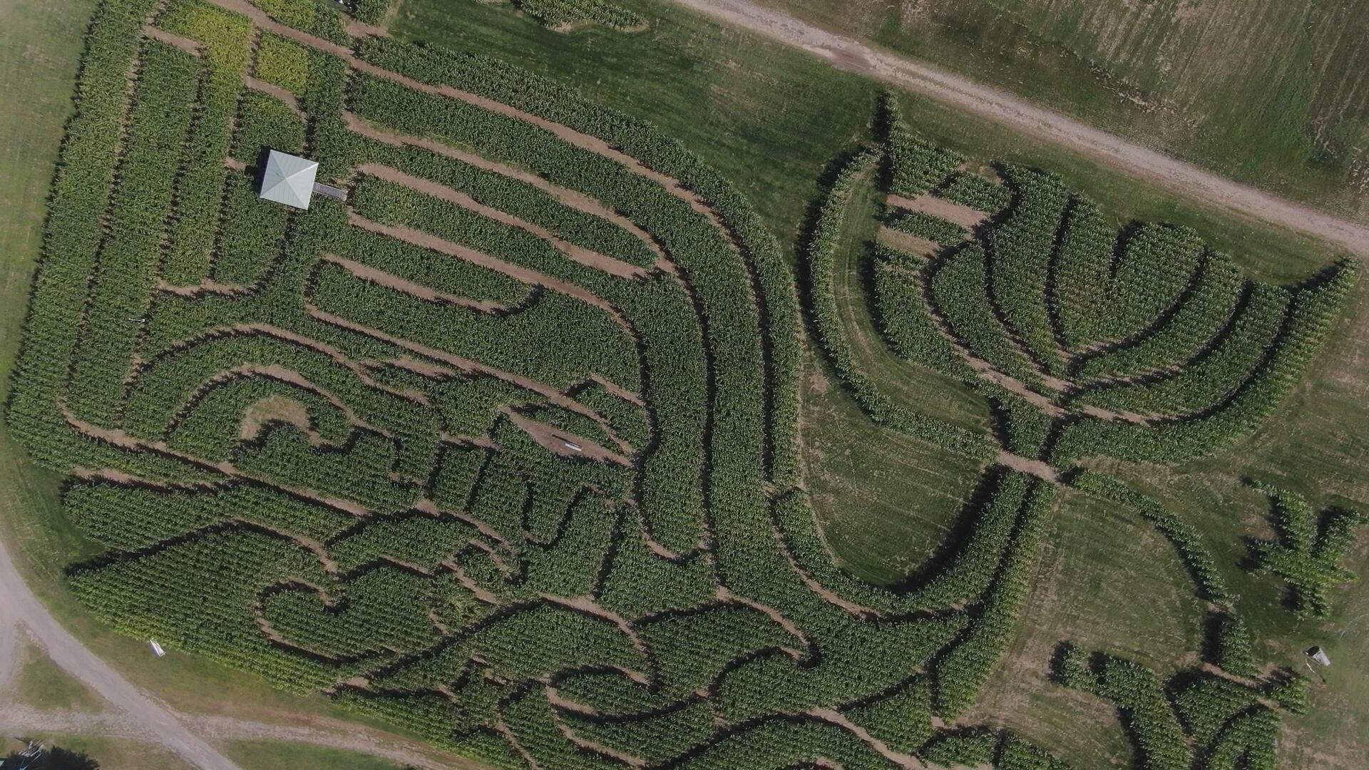 My Maine Takes: Corn Mazes