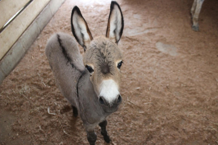 Mini Donkey Climbs Into Her Dad’s Lap Because She’s Convinced She’s a ...