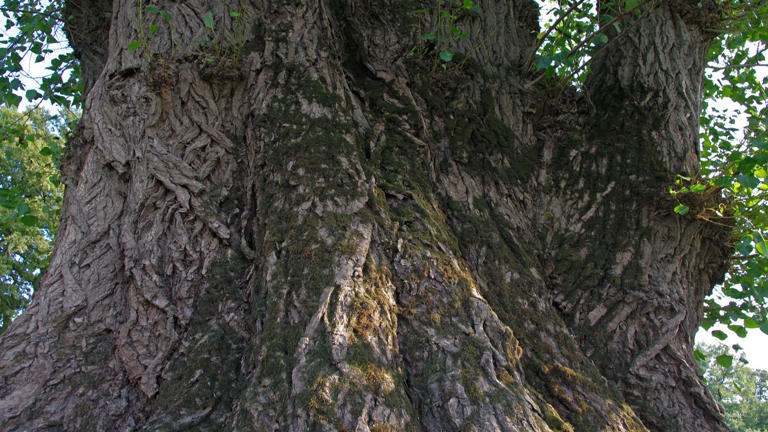 Archaeological evidence suggests that if Neanderthals were alive, they ...