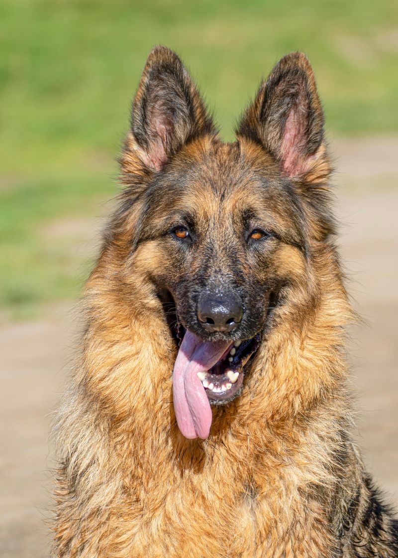 28 Dog Breeds Prone to Separation Anxiety and Strong Attachment