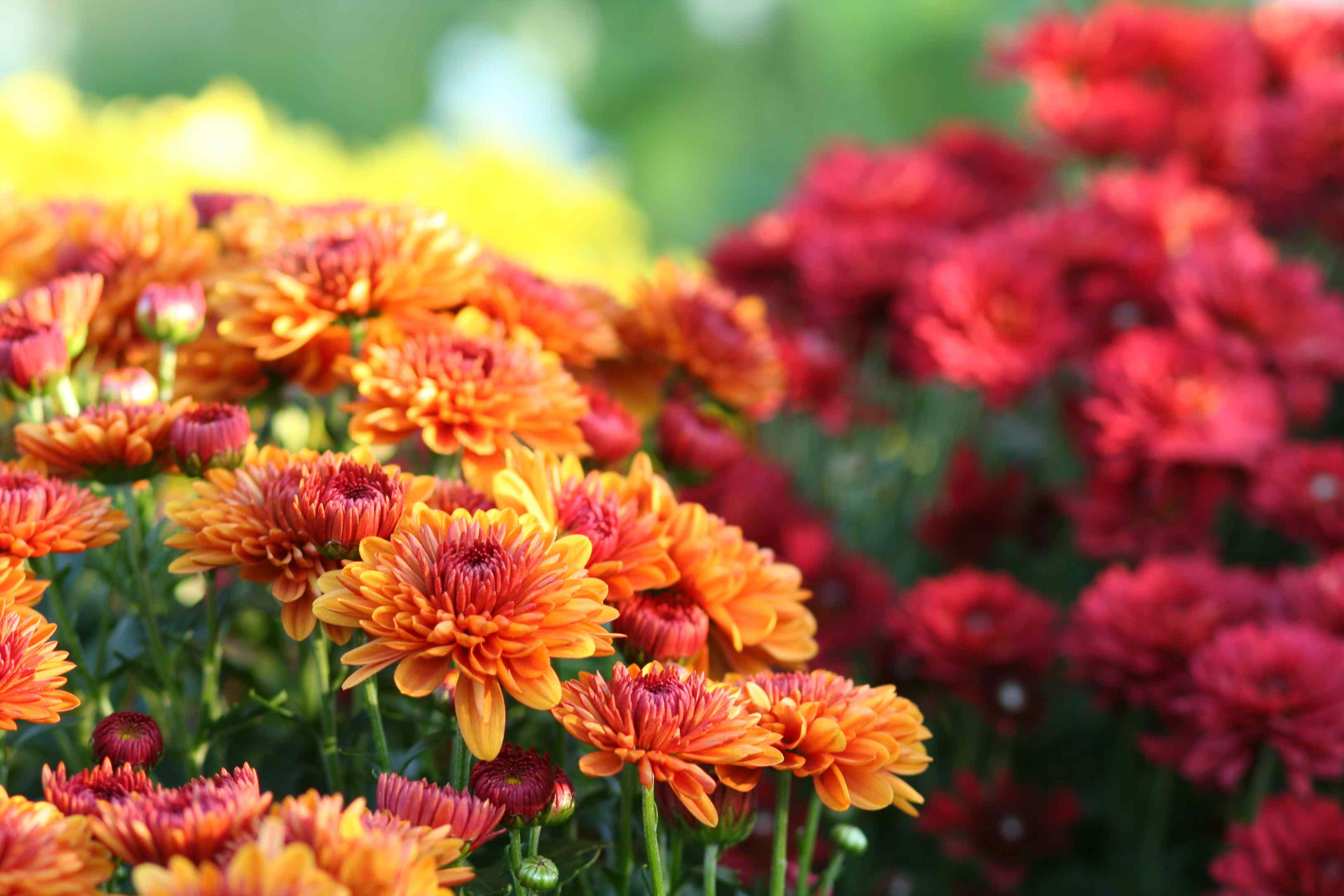 5 Underrated Fall Flowers Gardeners Love More Than Mums