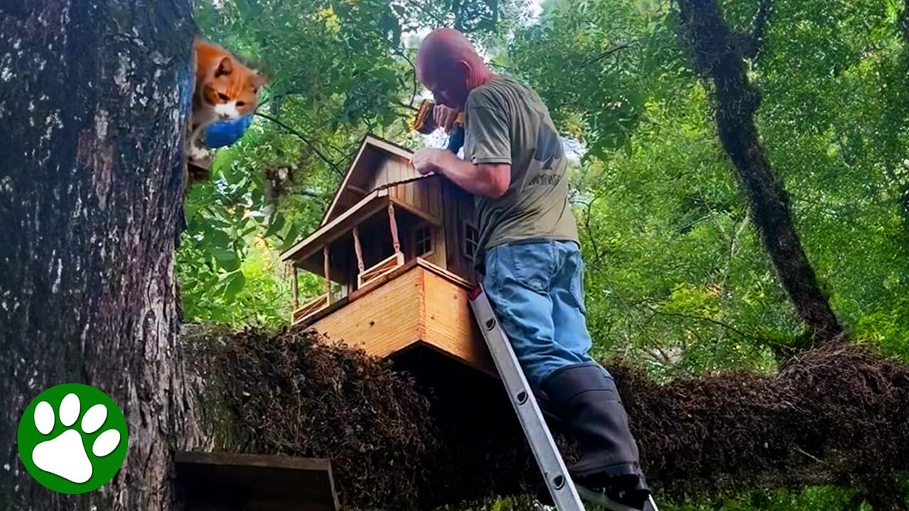 Husband Builds Tree House For Rescued Cat