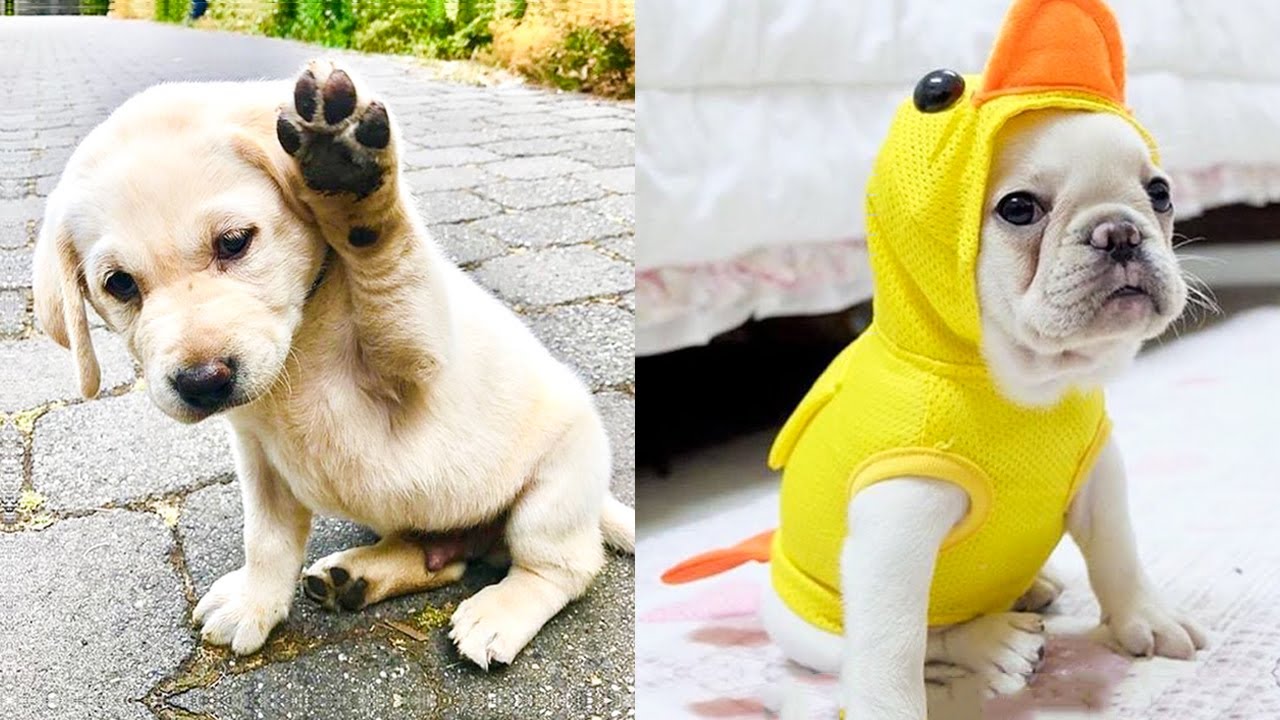 Funny Puppies in Silly Situations