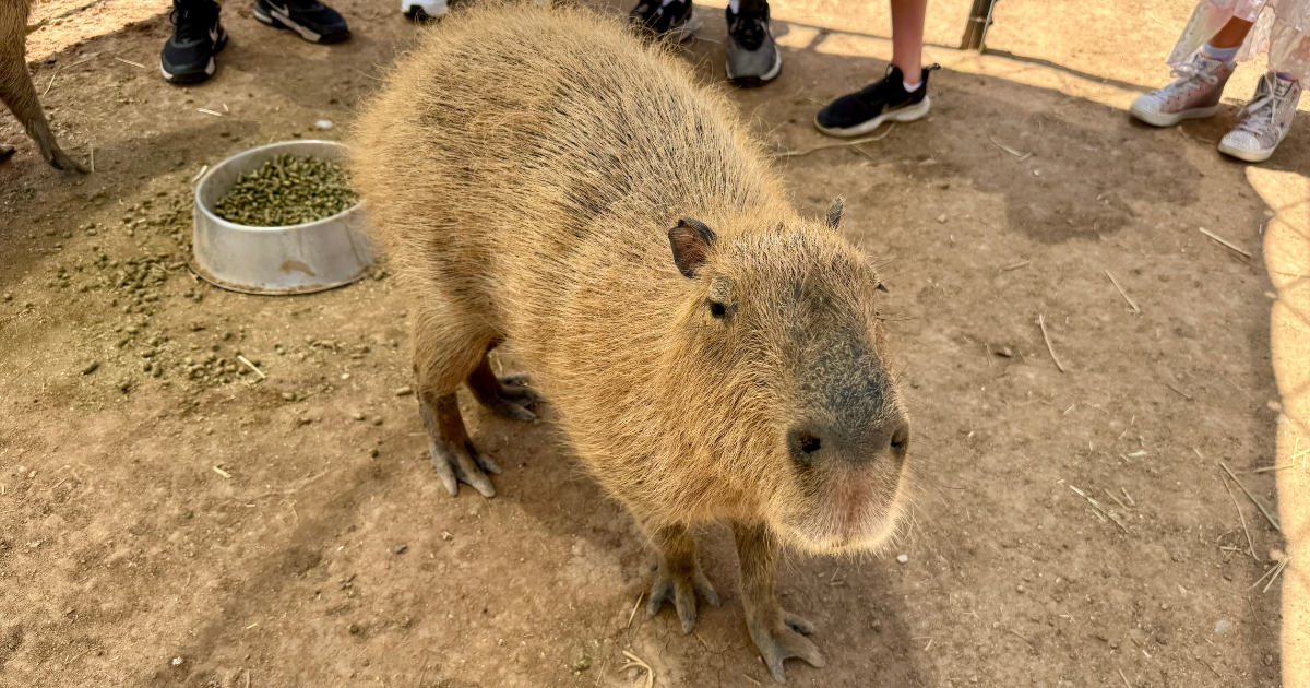This Arizona Ranch Lets You Meet Capybaras (The Viral Social Media Rodent)