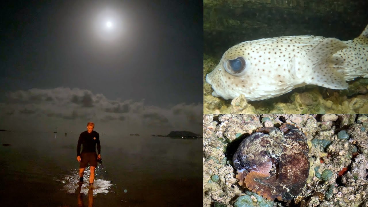 Creatures trapped by low tide - Full Moon Reef Walk