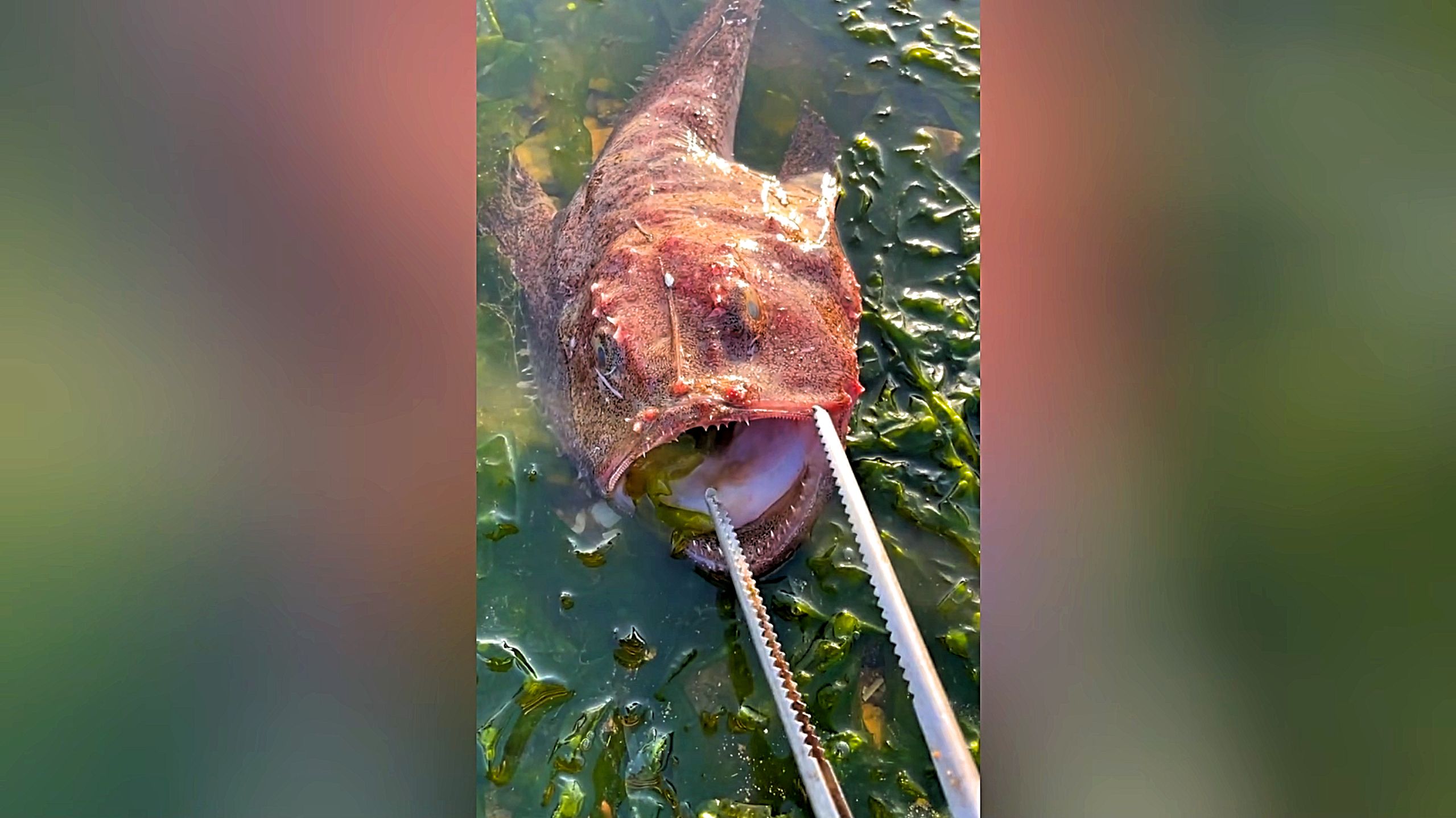 Mutant Fish Spotted on the Shore of a Lake