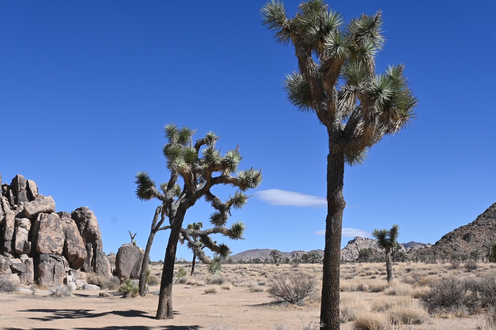 Fun Facts to Share With Your Grandkids About How Trees Communicate