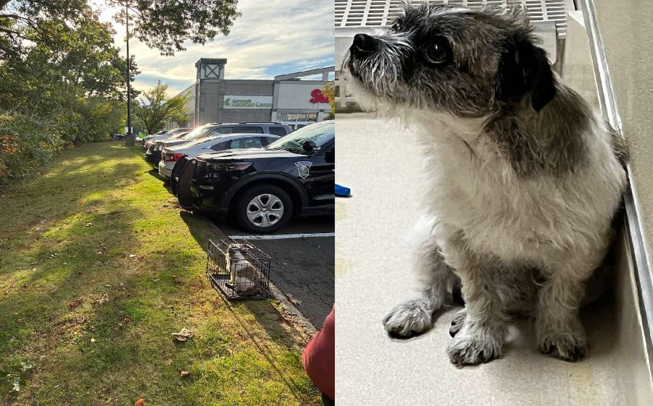 Person wanted for abandoning dog at CT Walmart, officials say