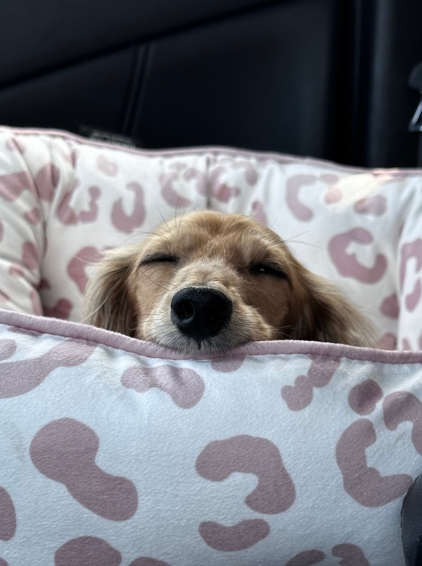 Sweet Mini Dachshund Puppy’s First Pup Cup Experience Is a 10/10