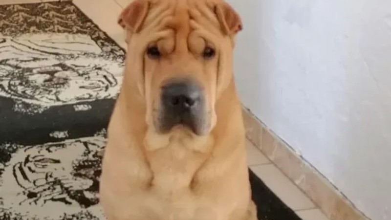 Missing Shar Pei who loved bean curry and ladoo found shot dead in ...