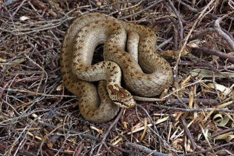 Smooth snakes are thriving in Devon