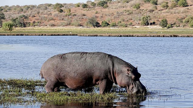Desperate lion gets chased by hungry hippo