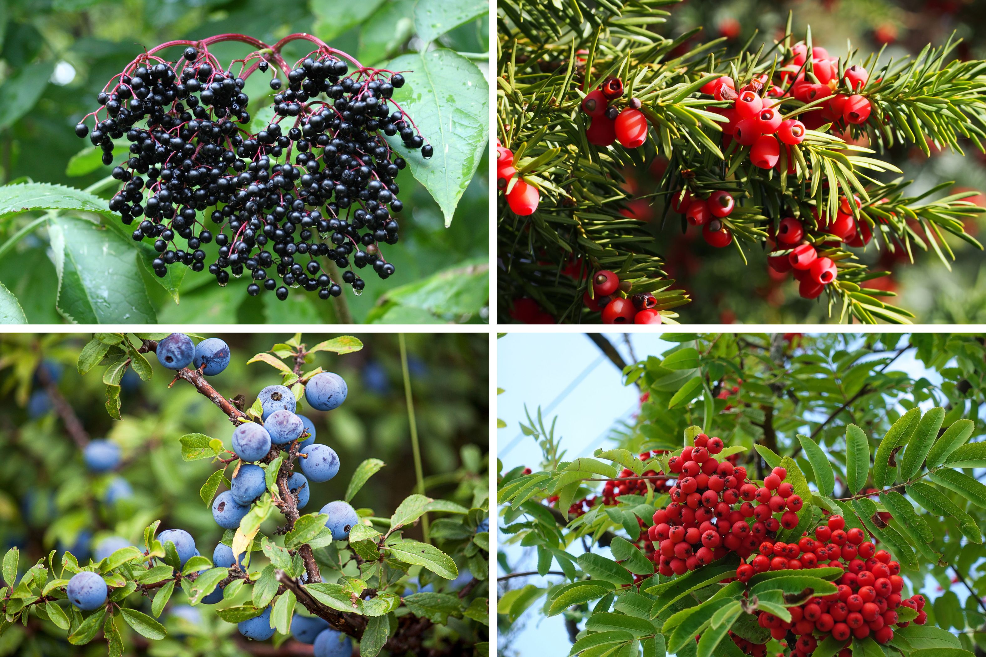 What berries are dangerous for dogs? These 5 berries are toxic to pups ...