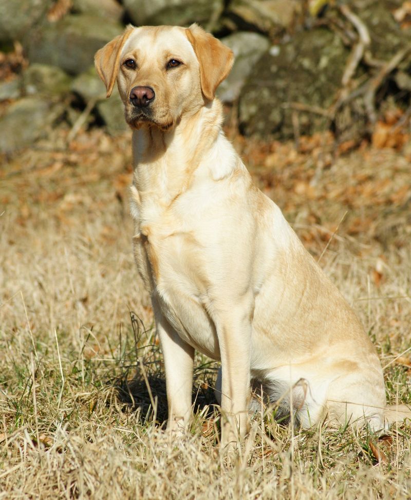 28 Dog Breeds Prone to Separation Anxiety and Strong Attachment