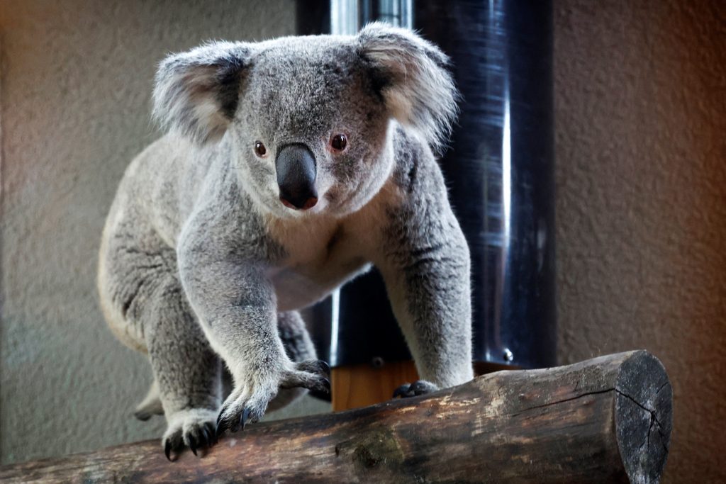 Weird and wonderful animal facts for some extra knowledge
