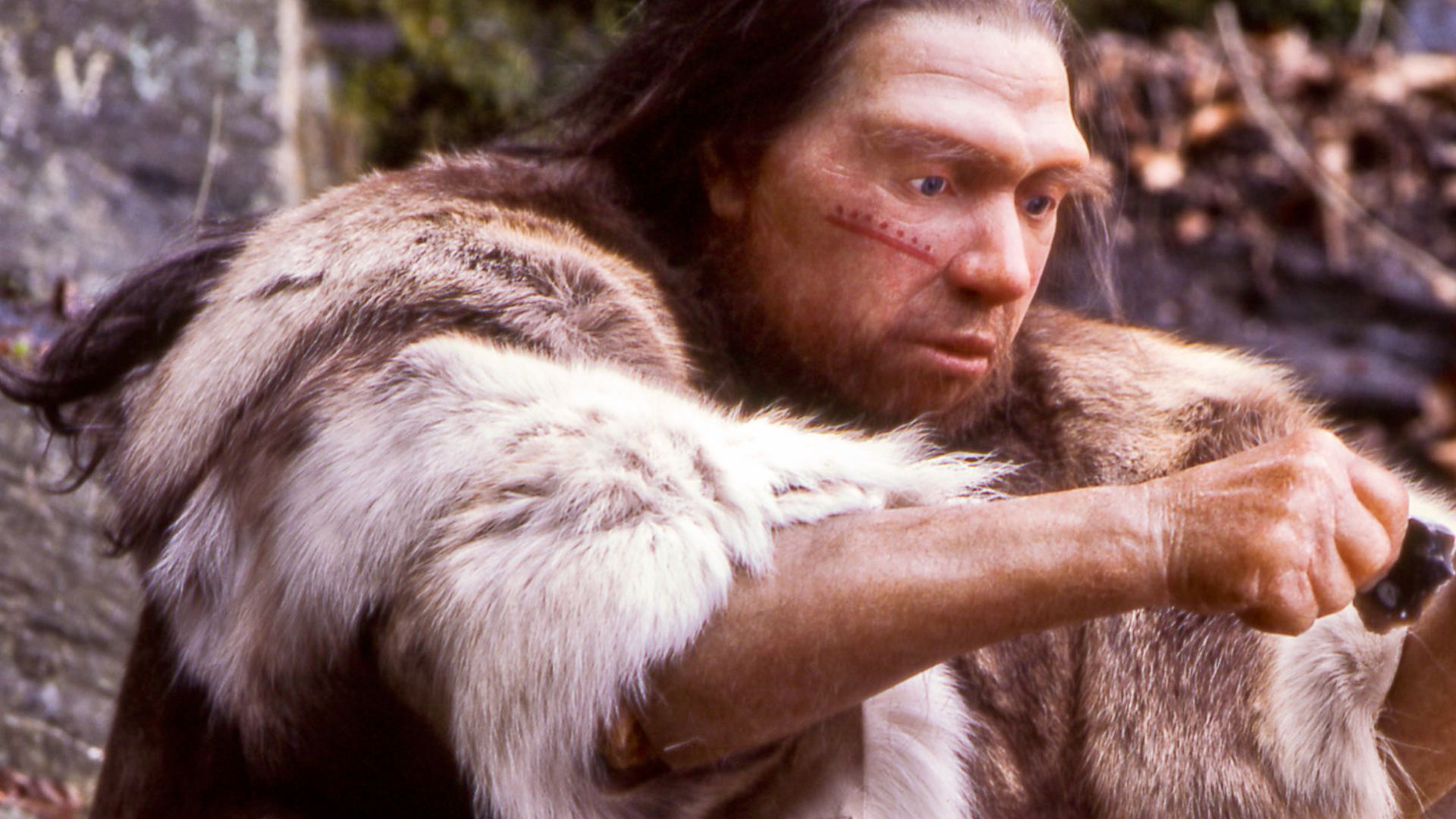 Archaeological evidence suggests that if Neanderthals were alive, they ...