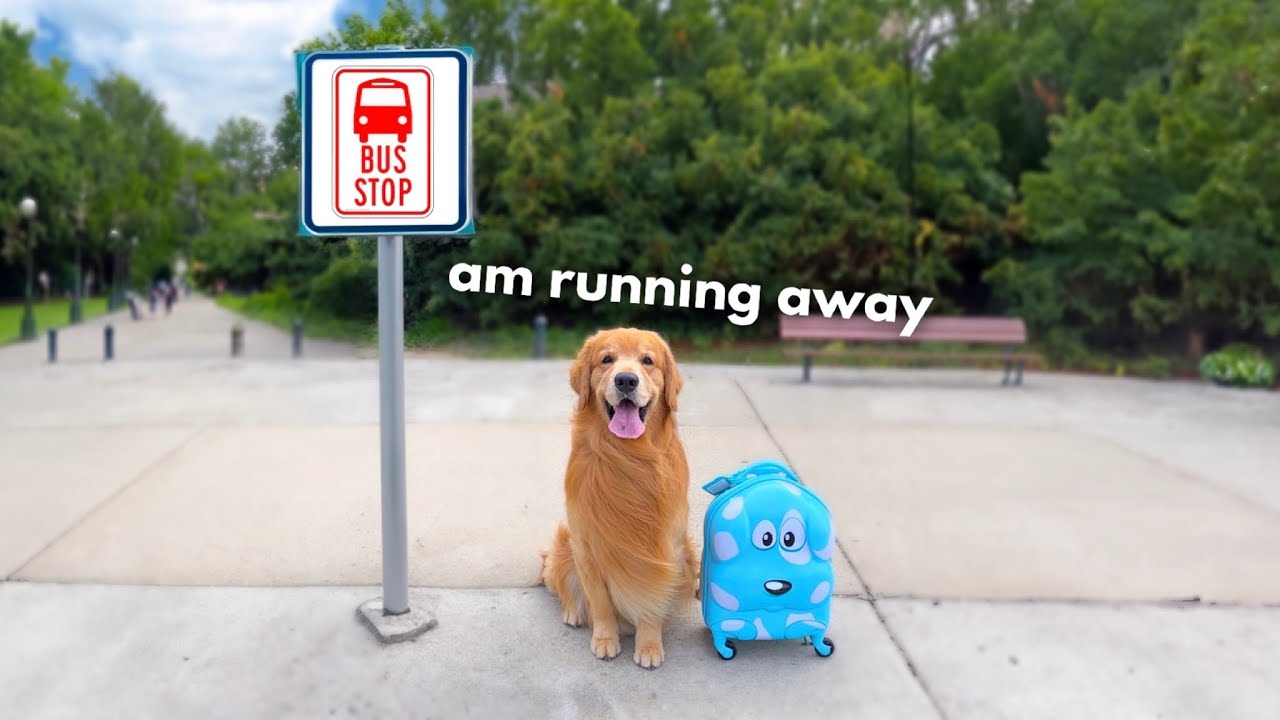 Dog Waiting at Bus Stop With Suitcase