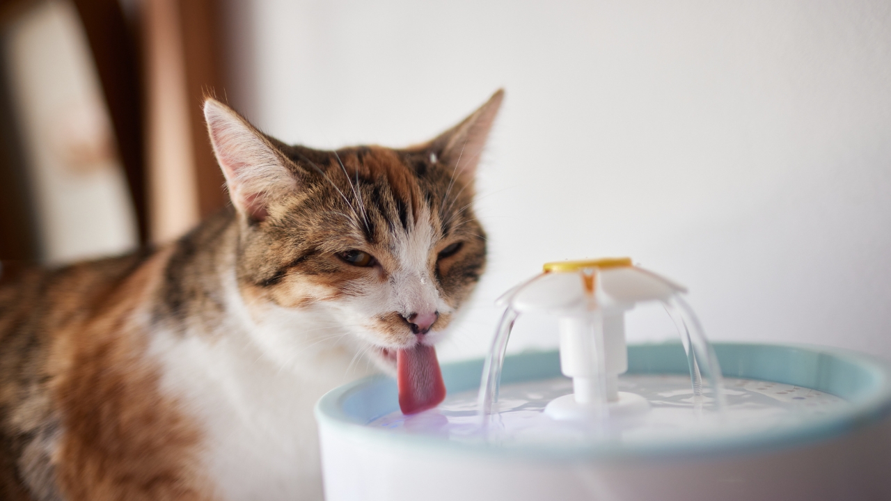 10 Things That Make Pets Easier to Live With Indoors