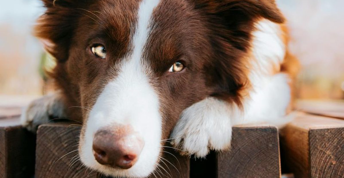 28 Dog Breeds Prone to Separation Anxiety and Strong Attachment