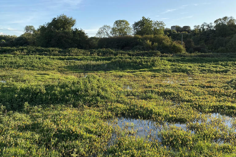 Bramber Brooks Nature Reserve reopens after habitat recreation works