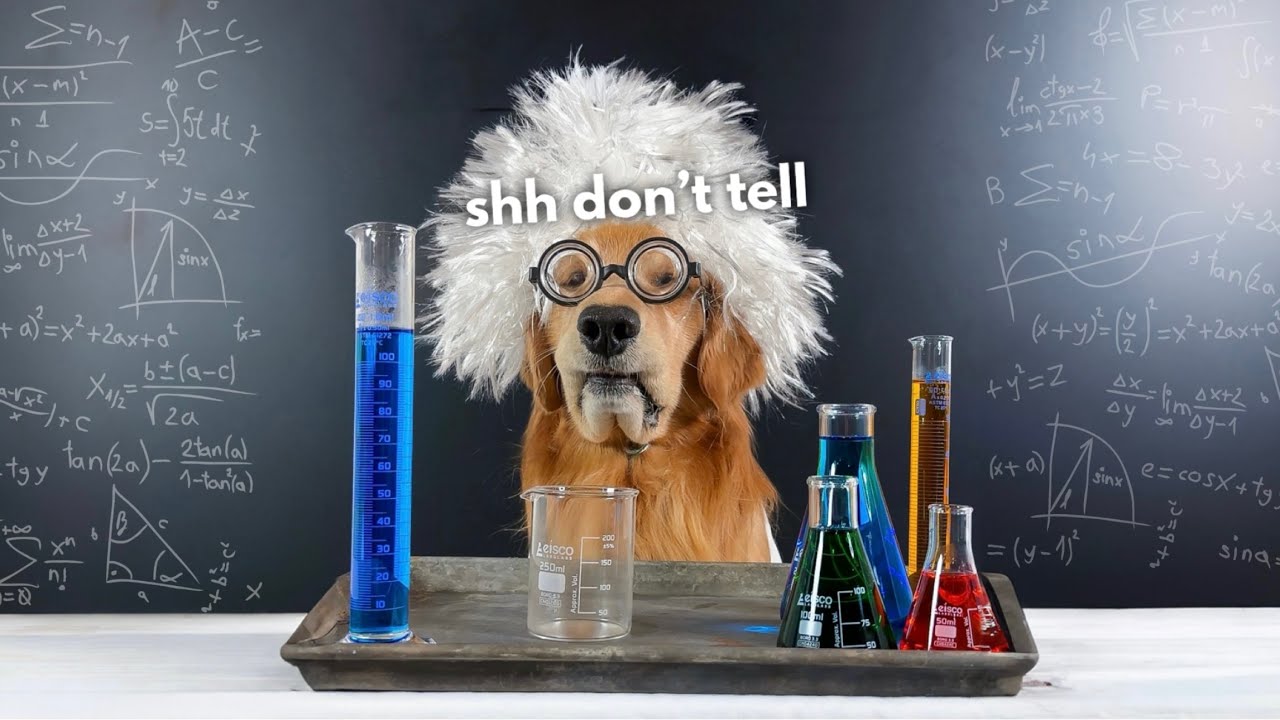 Dog Dressed as Scientist in Lab