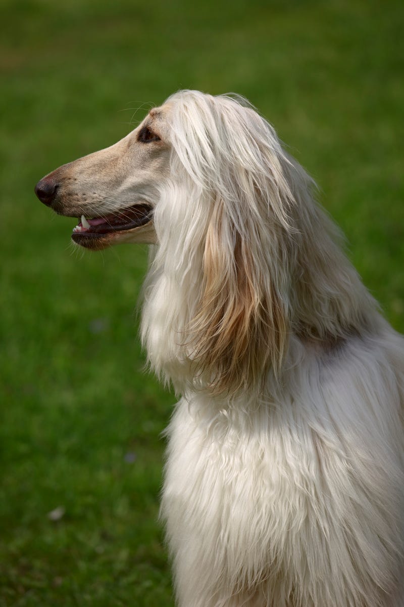 Meet the Ancient Dog Breeds That People Still Adore Today