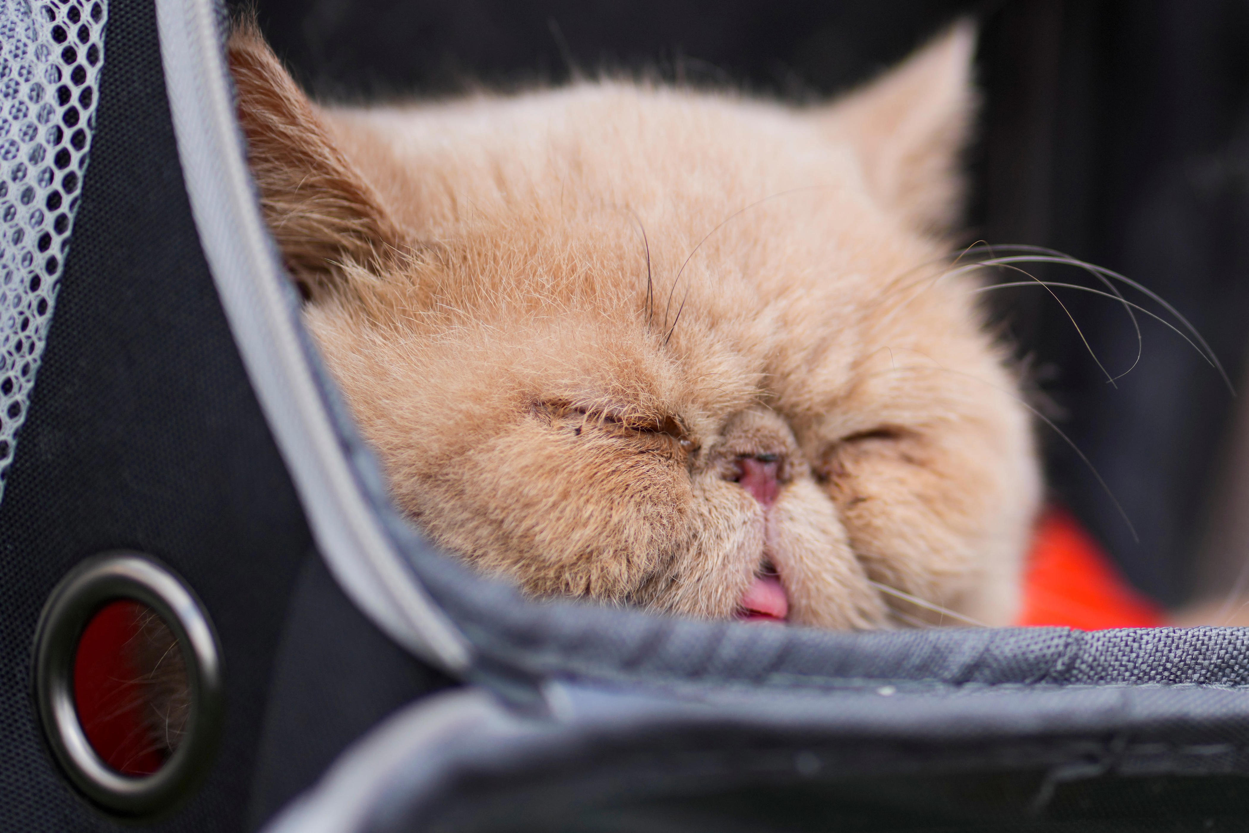 Bowling Green football's unofficial mascot Pudge the cat gets his own ...