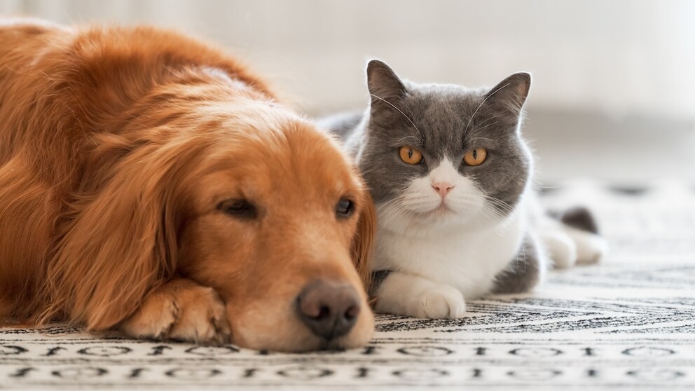 Why Cats and Dogs Vomit on the Carpet