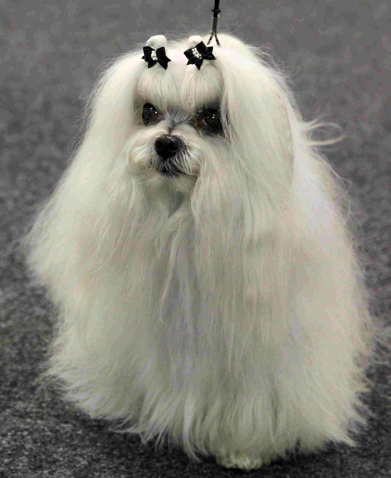 24 Dog Breeds Known for Their Naturally White Coats