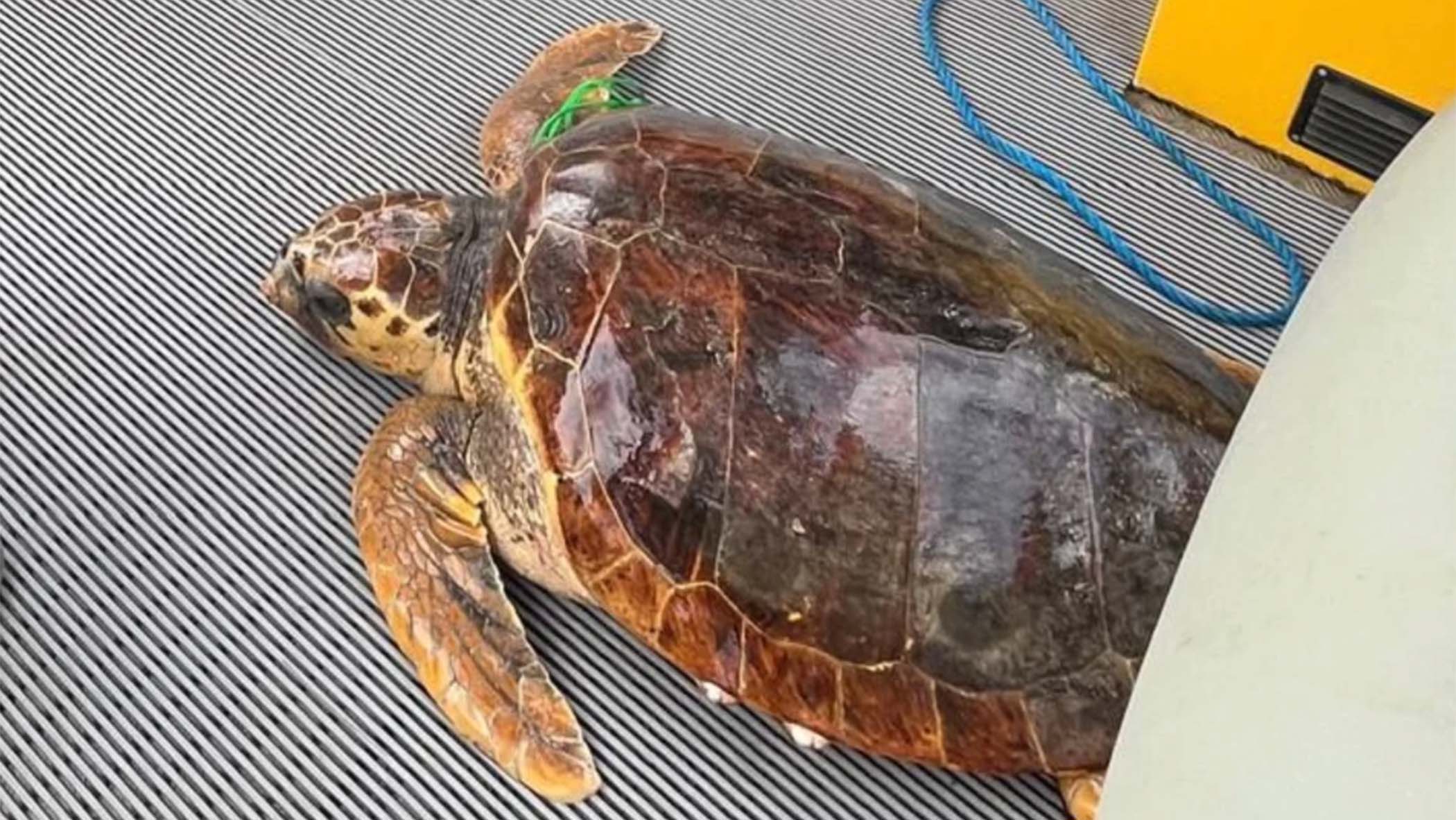 One Shell Of A Comeback: Endangered Loggerhead Turtle Thrives After ...