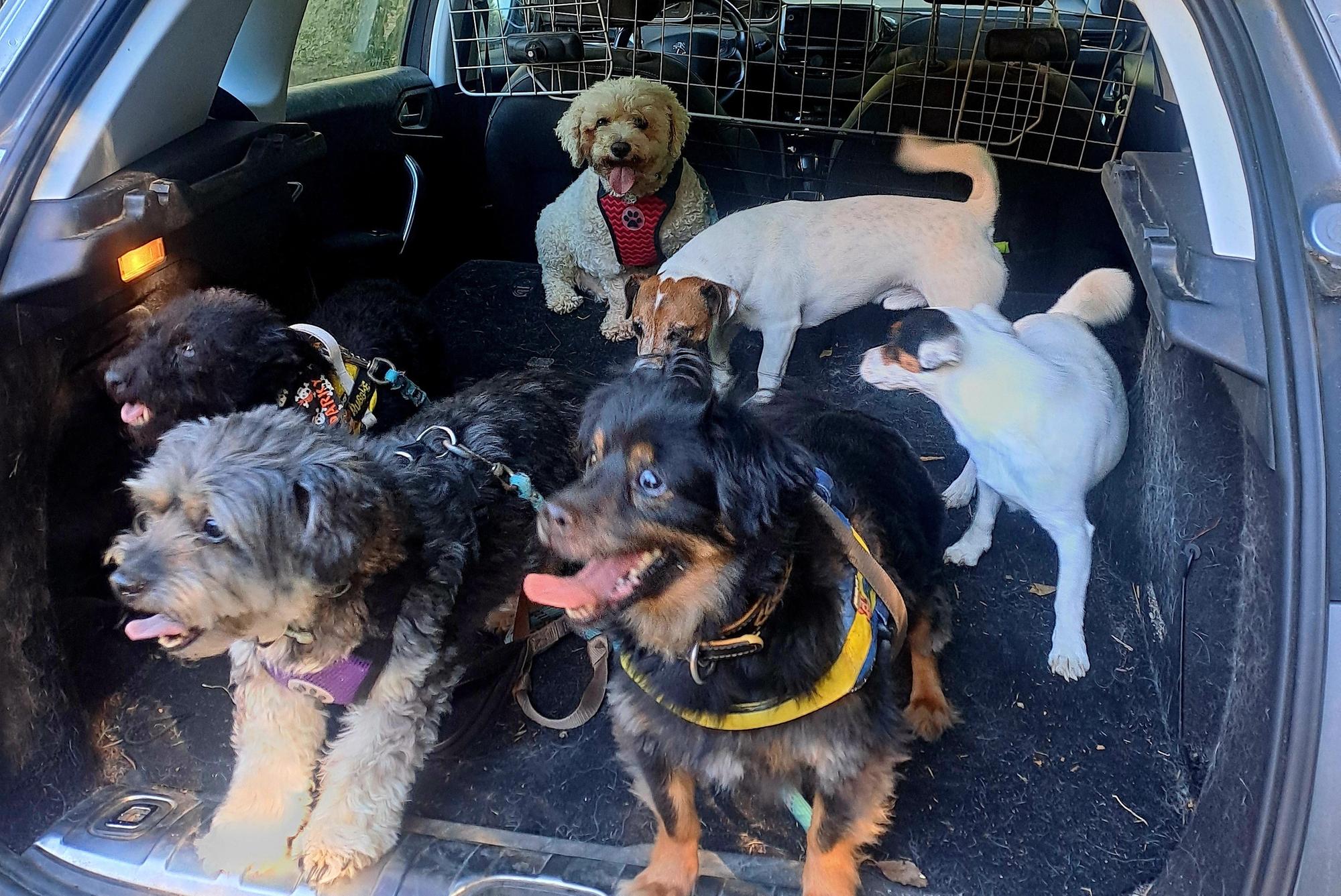 ‘Mum would be so happy to know her animals are together’: Biggleswade ...