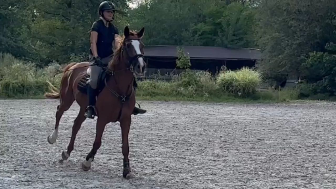 Show jumping fail: Rider gets pulled down as horse stumbles over hurdle
