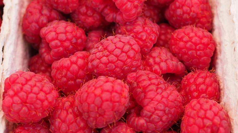 Winco freezer fruits I blend without waste