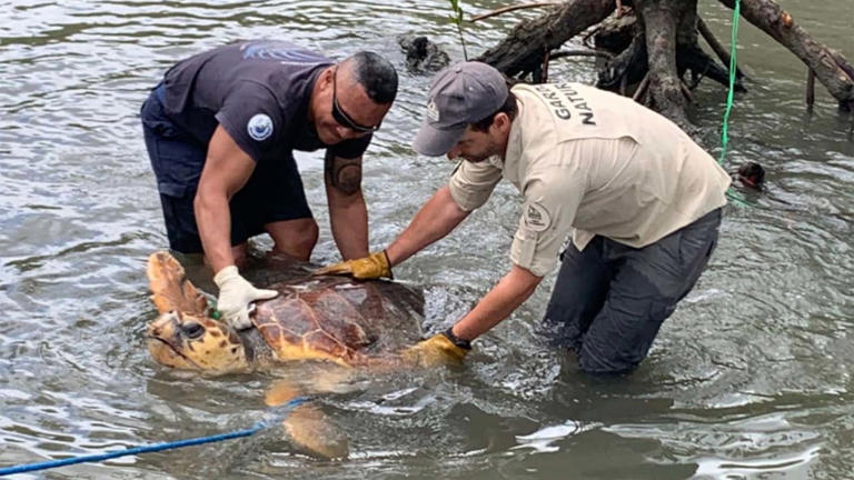 One Shell Of A Comeback: Endangered Loggerhead Turtle Thrives After ...