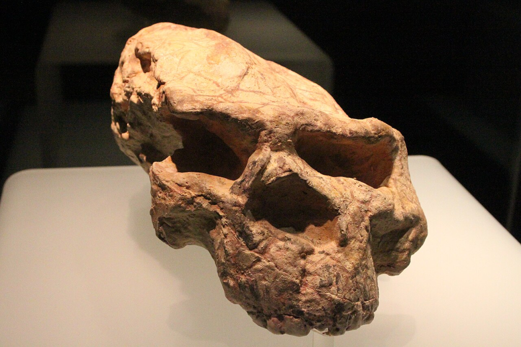 Million-Year-Old Skull Reconstruction Challenges Human Evolution Timeline