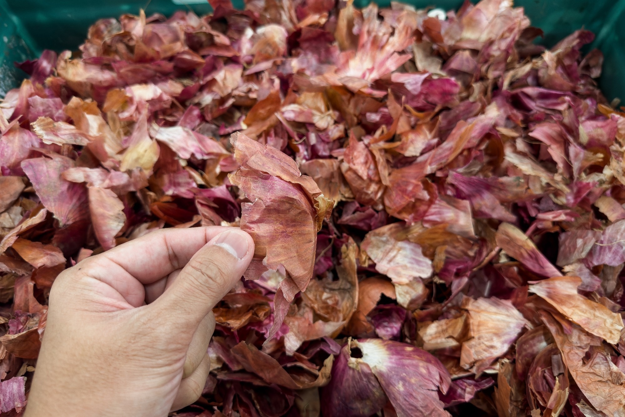 Biodegradable Film From Onion Waste Detects Food Spoilage