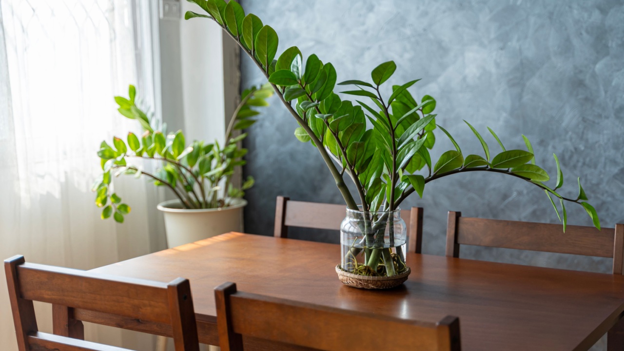 18 set-and-forget houseplants that are simple to care for