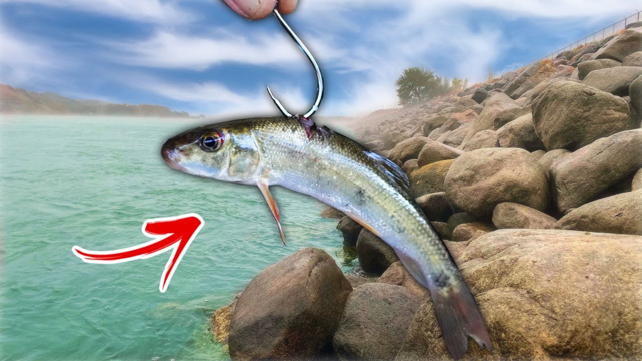 Trophy personal best bass inhales massive live bait