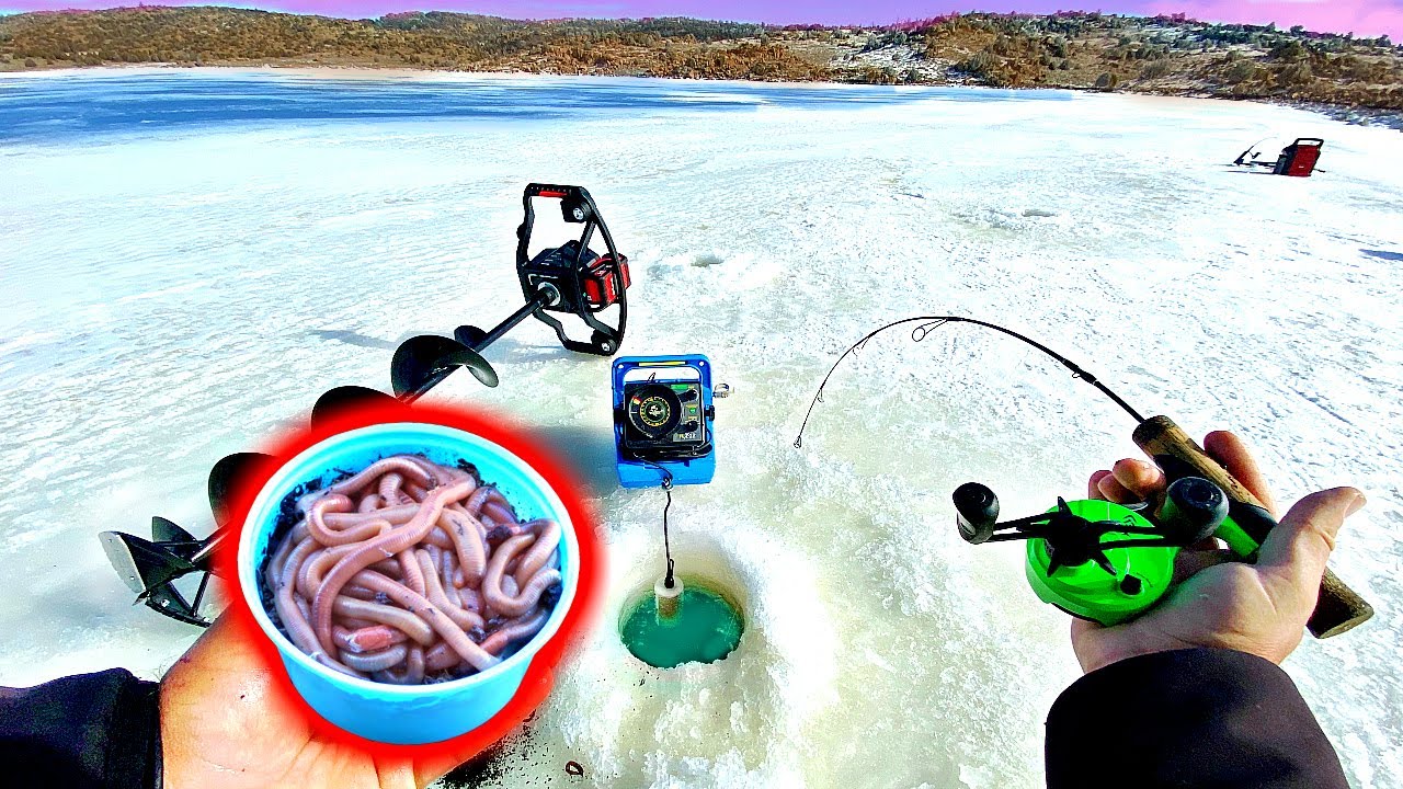 See why night crawlers are an underrated winter bait