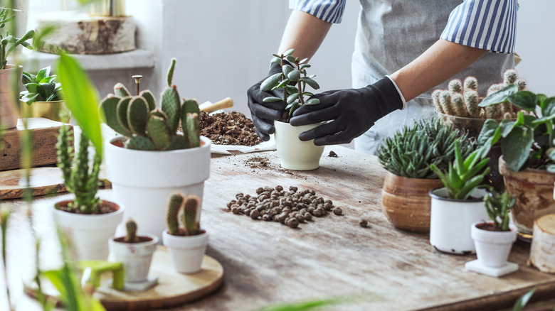 How To Care For Succulents Inside And Outside Your House