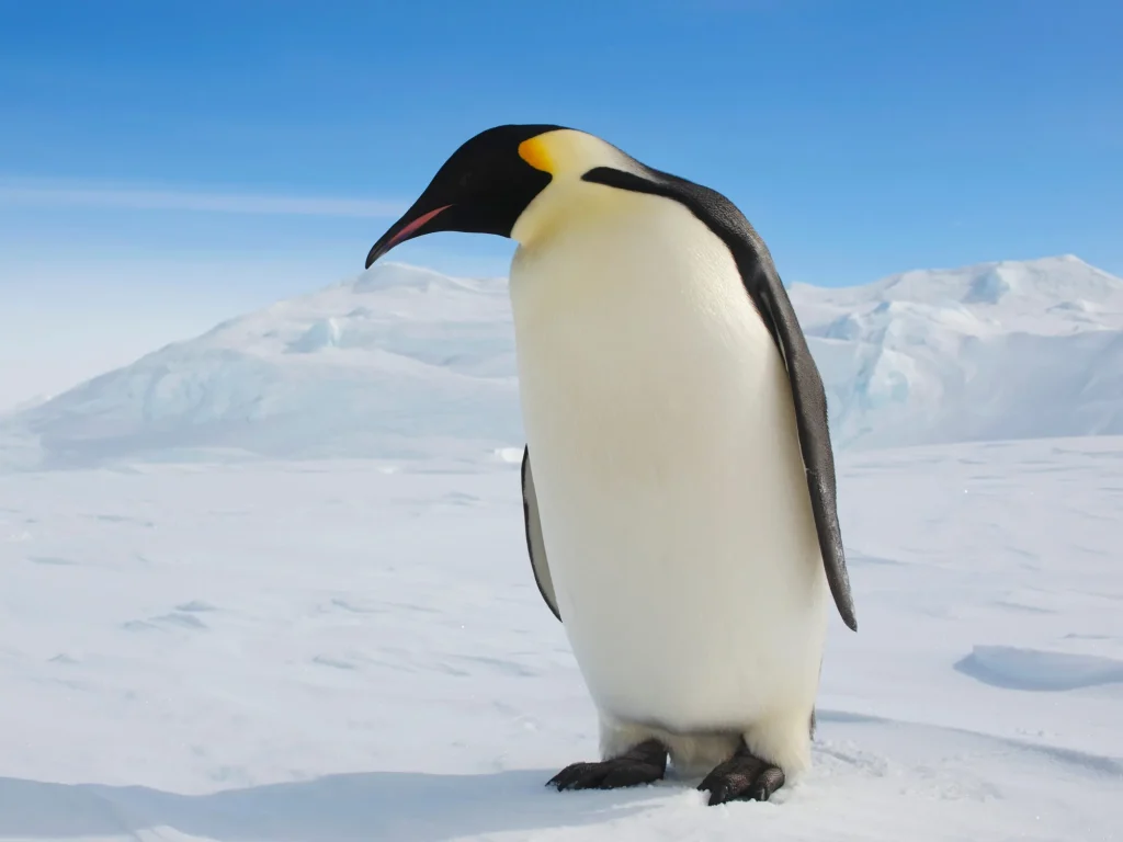 Weird and wonderful animal facts for some extra knowledge
