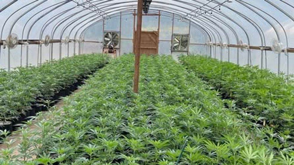 Two in ICE custody after thousands of plants seized in Chester ...