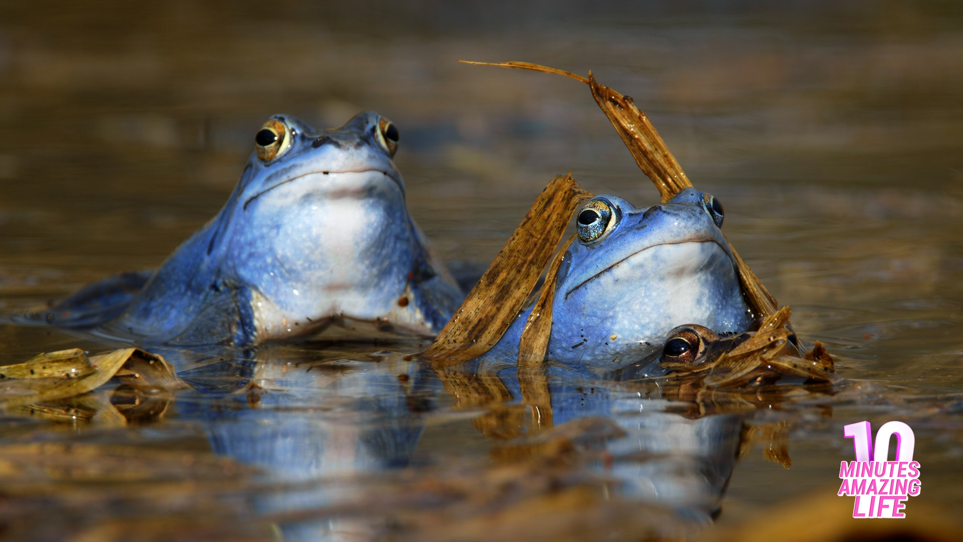 Moor Frogs in Mating Season
