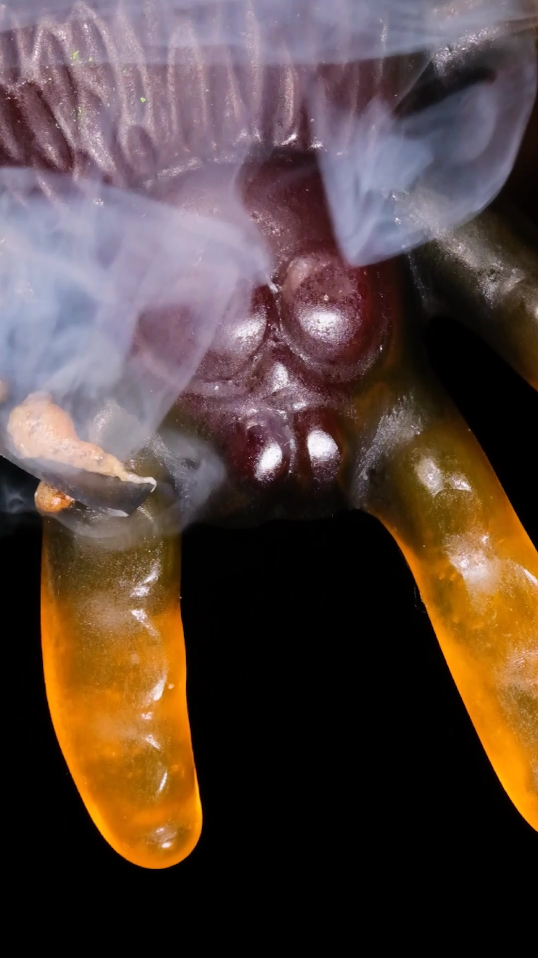 Macro Magic: Melting Jelly Spider Candy