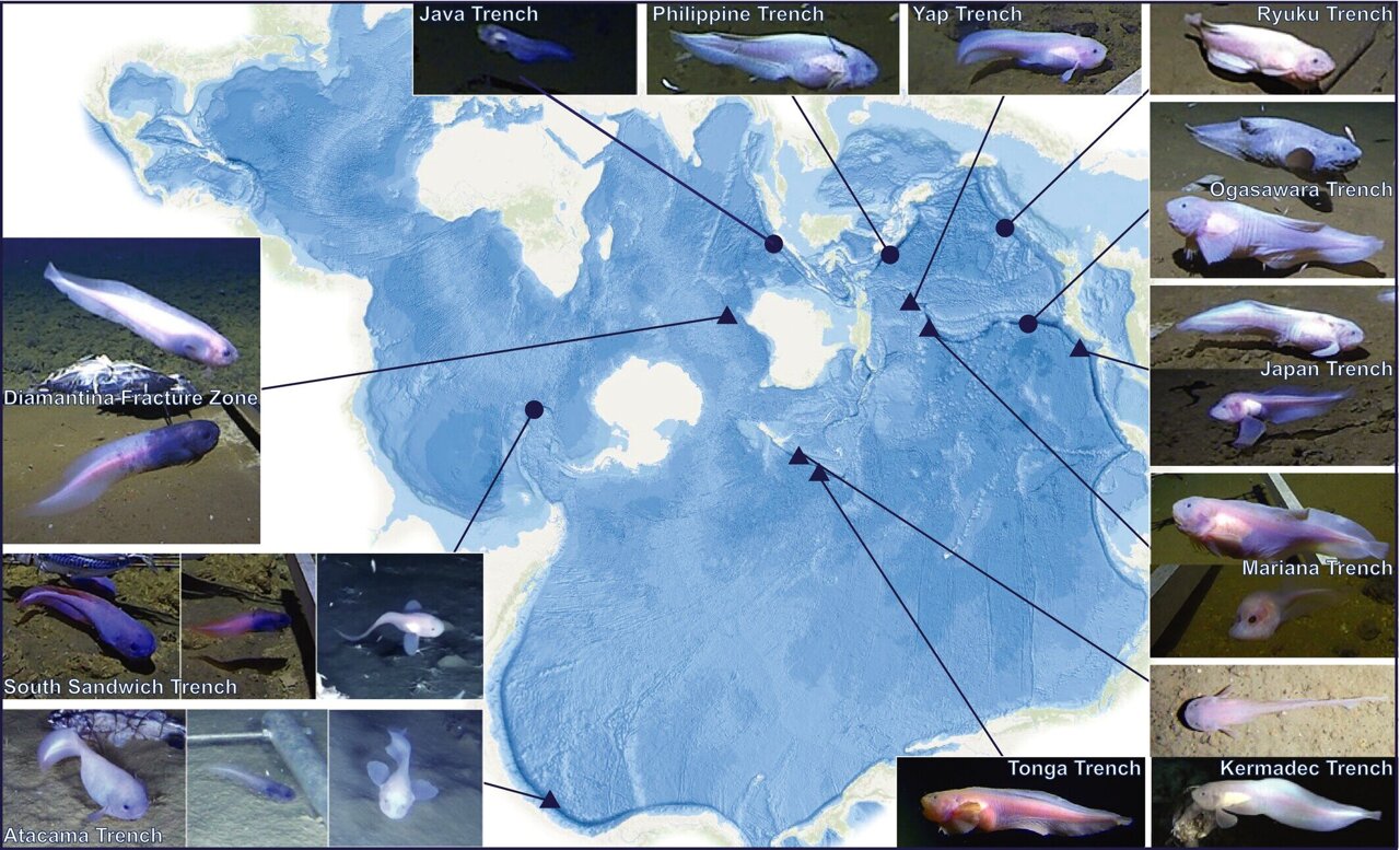 Study finds wider distribution of deep-sea snailfish
