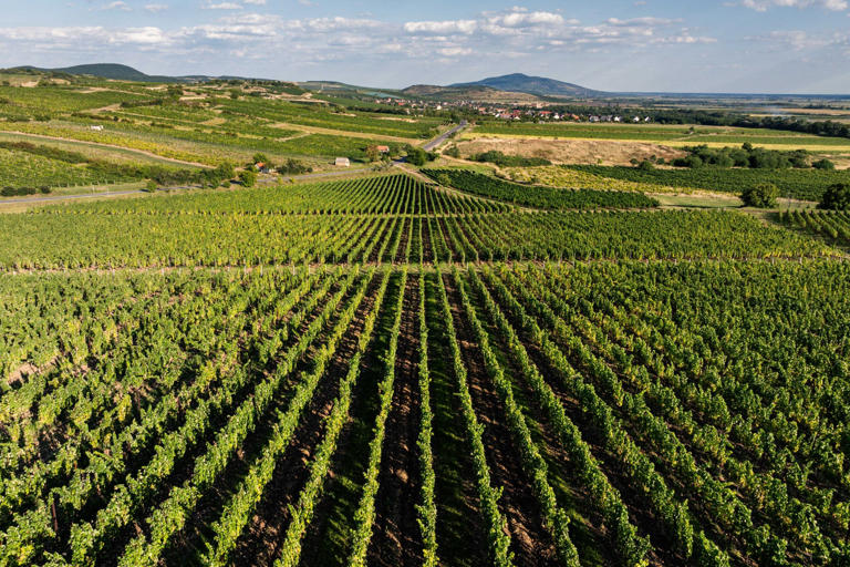 How to Plan a Life-Changing Wine Trip to Hungary