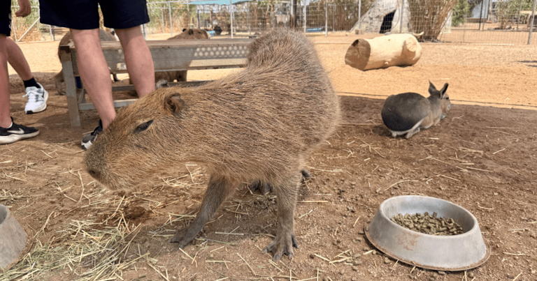 This Arizona Ranch Lets You Meet Capybaras (The Viral Social Media Rodent)