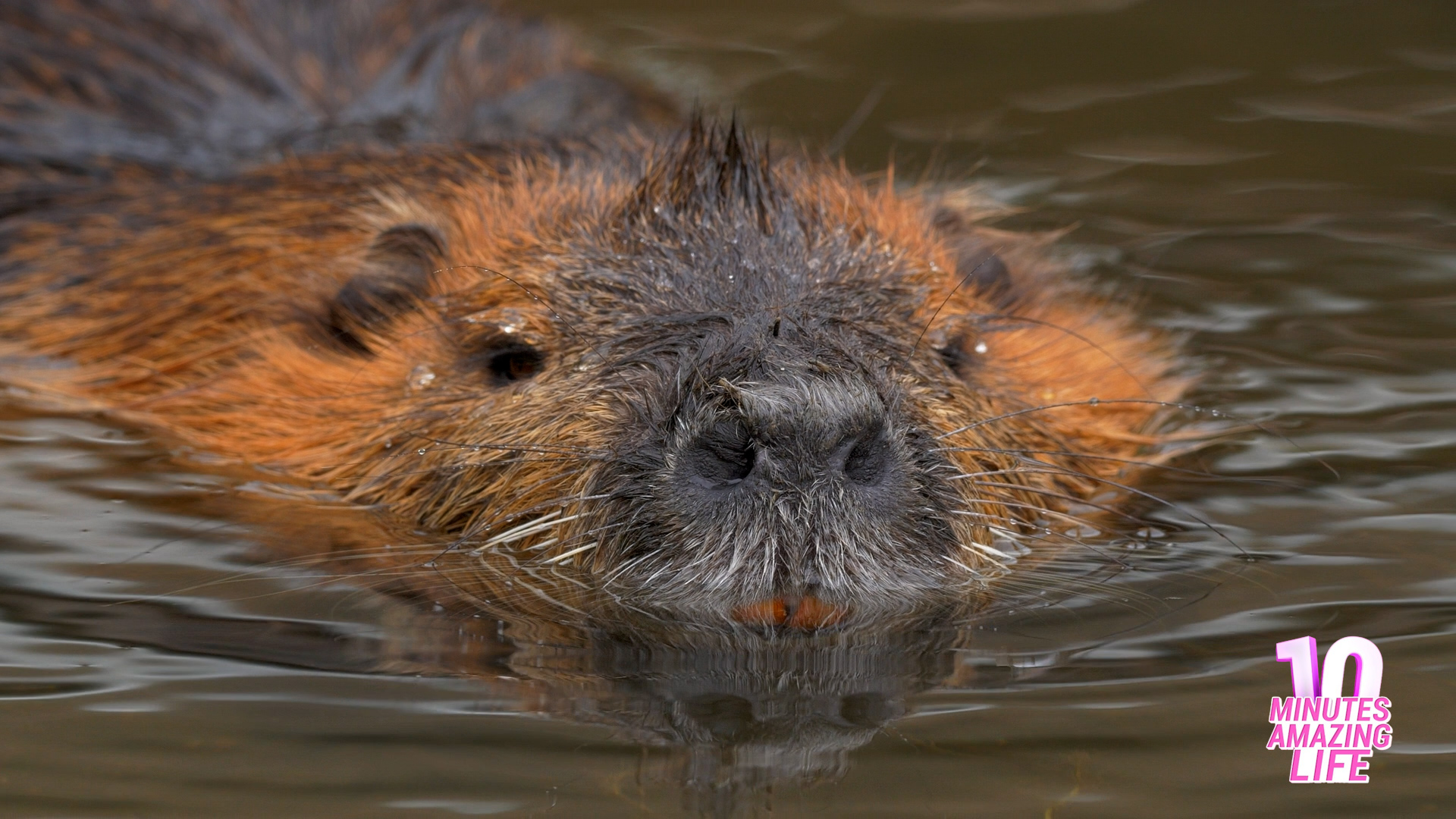 Nutria Swimming in the Water